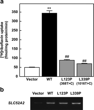 Impaired riboflavin transport due to missense mutations in SLC52A2 ...