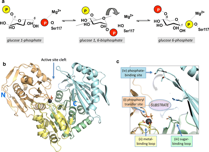 Mutations in hereditary phosphoglucomutase 1 deficiency map to key ...