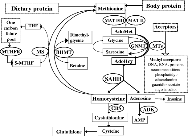 Consensus recommendations for the diagnosis, treatment and follow-up of ...