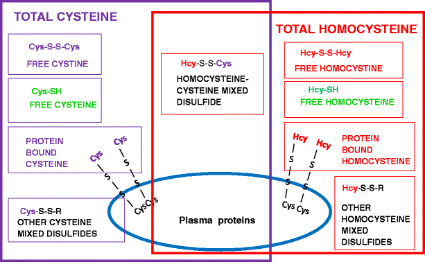Guidelines for the diagnosis and management of cystathionine beta ...