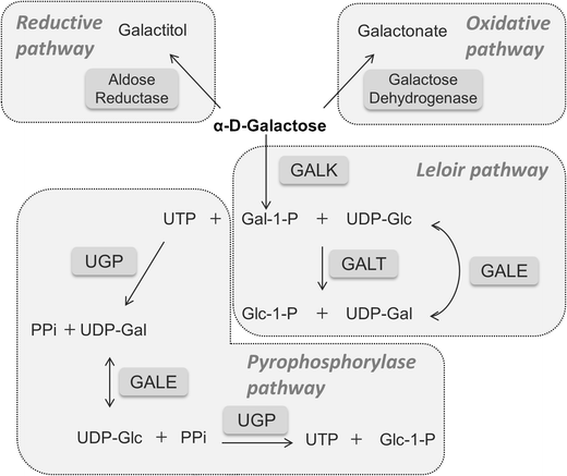 Sweet and sour: an update on classic galactosemia | SpringerLink