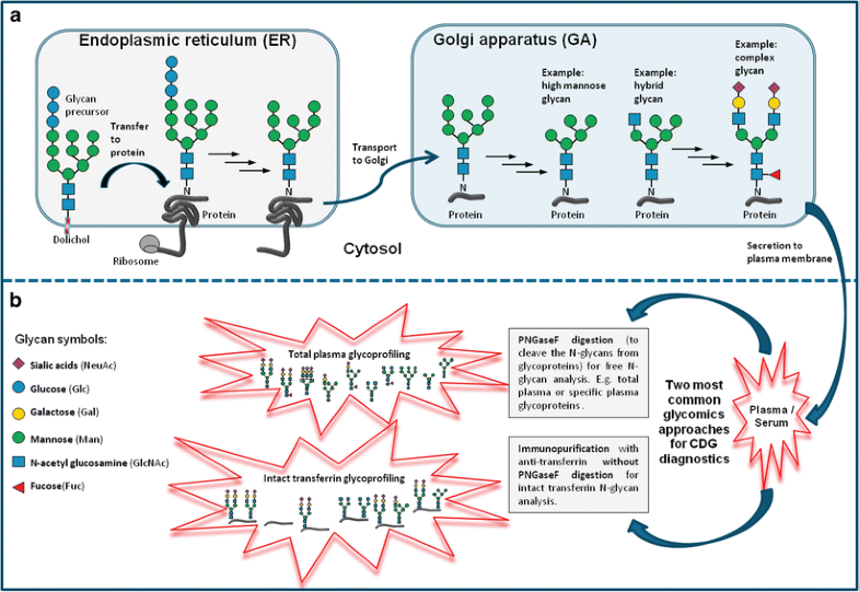 Clinical glycomics for the diagnosis of congenital disorders of ...
