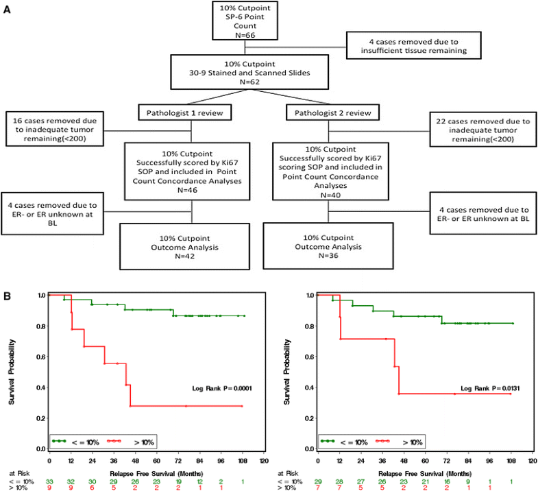 Development of a Ki-67-based clinical trial assay for neoadjuvant endocrine therapy response ...