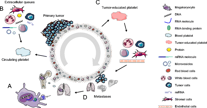 Platelet RNA signatures for the detection of cancer | SpringerLink