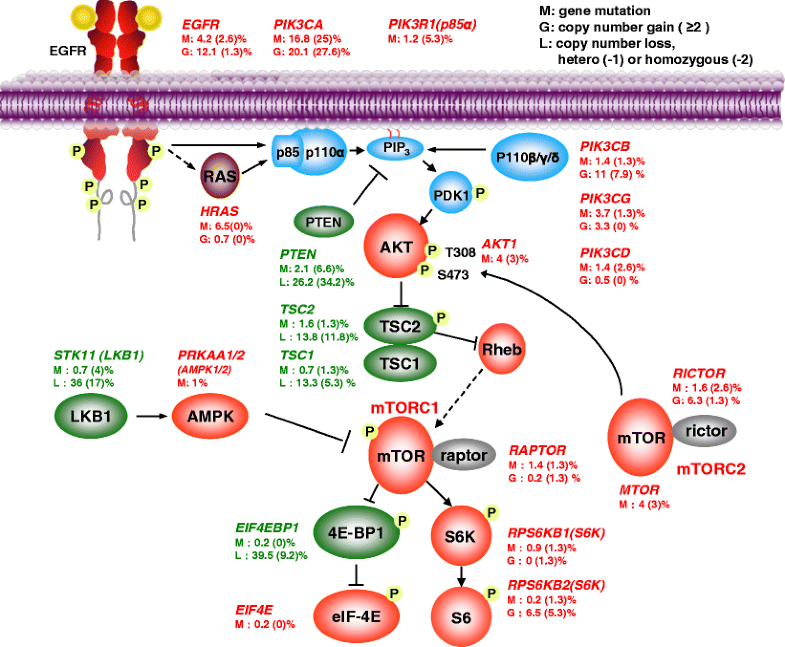 mTOR co-targeting strategies for head and neck cancer therapy | SpringerLink