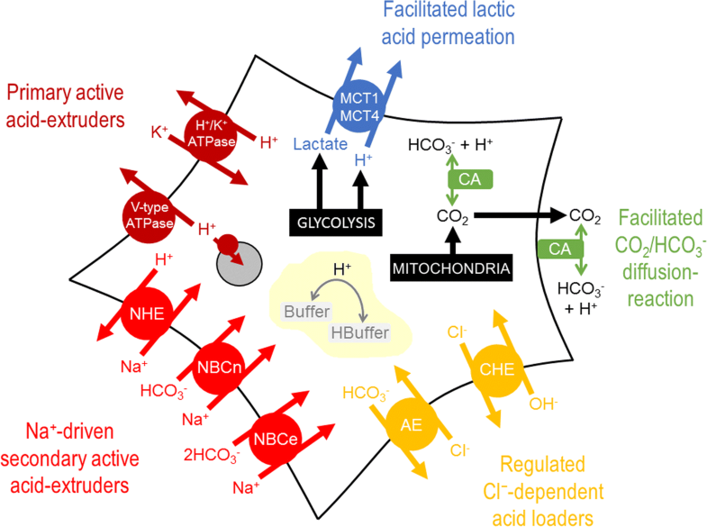 What is pH regulation, and why do cancer cells need it? | SpringerLink