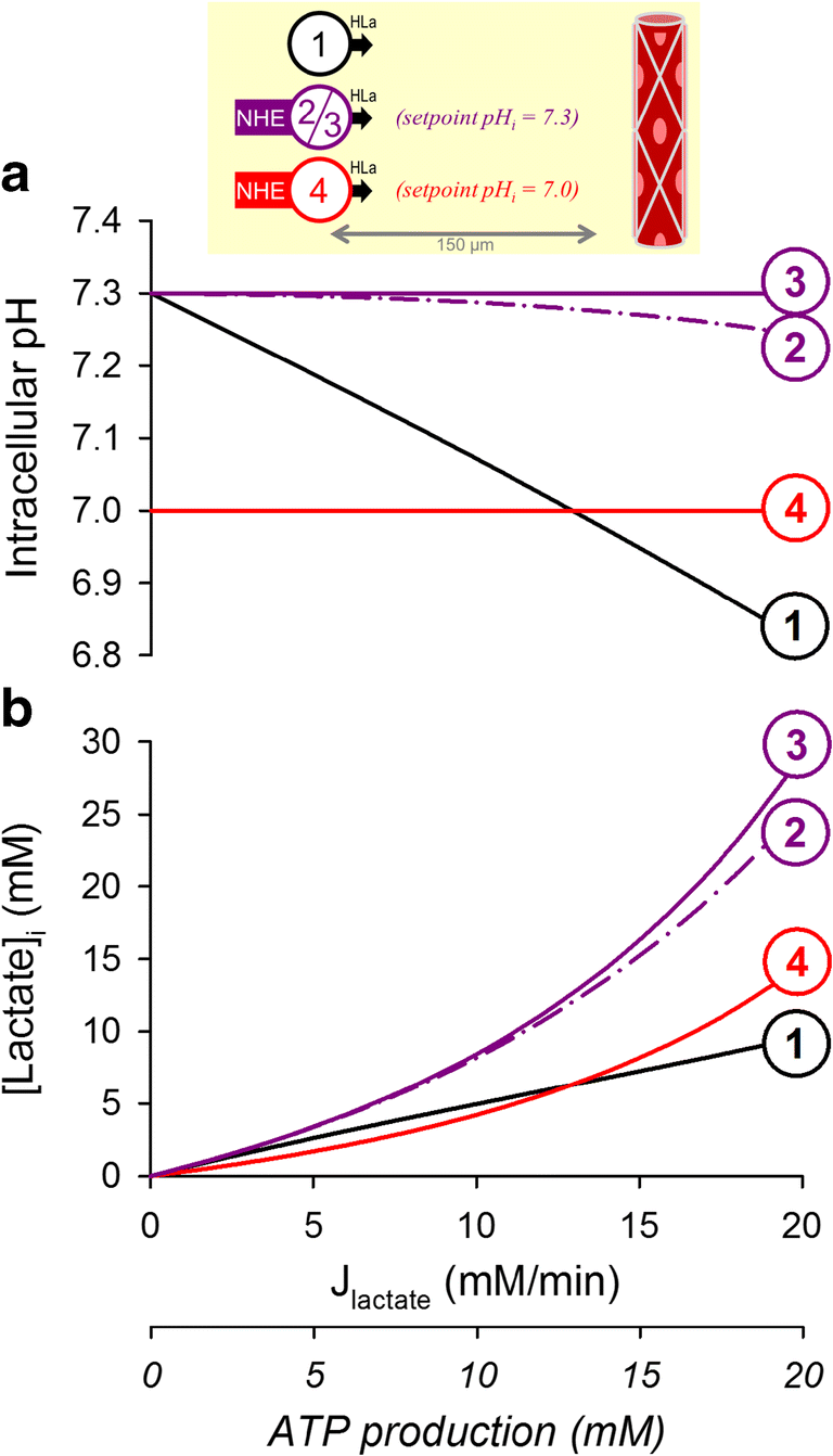 What is pH regulation, and why do cancer cells need it? | SpringerLink