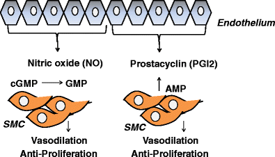 Pathways and Drugs in Pulmonary Arterial Hypertension – Focus on the ...