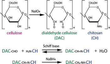 Cellulose-chitosan beads crosslinked by dialdehyde cellulose | SpringerLink