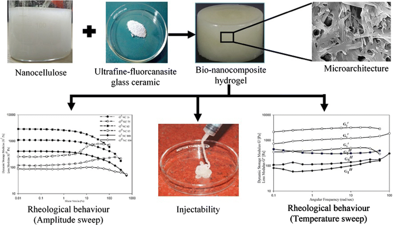 Nanocellulose mediated injectable bio-nanocomposite hydrogel scaffold ...