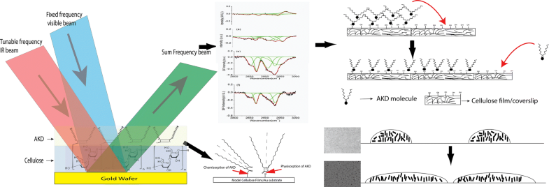 The mechanism of alkyl ketene dimer (AKD) sizing on cellulose model ...