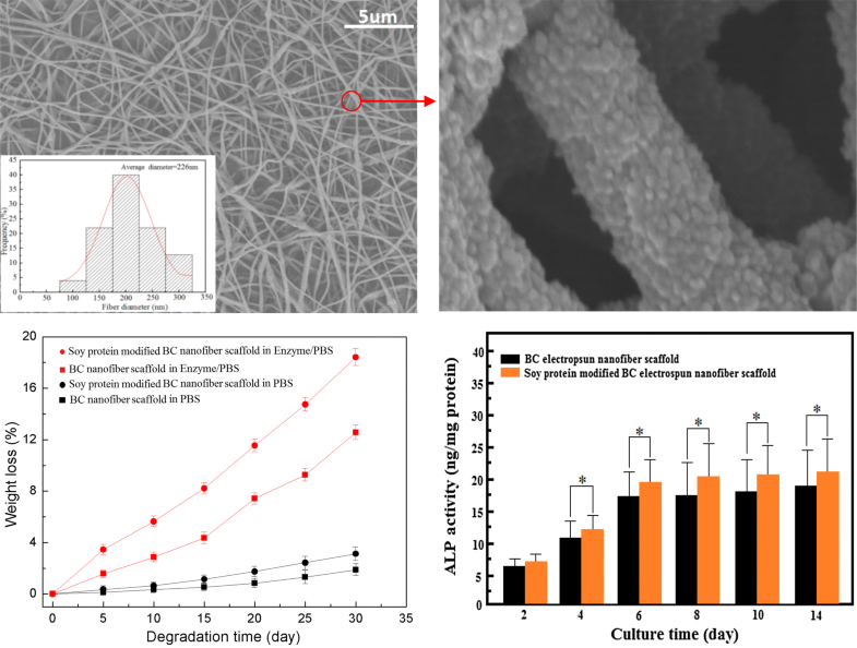 Soy protein nanoparticles modified bacterial cellulose electrospun nanofiber membrane scaffold ...