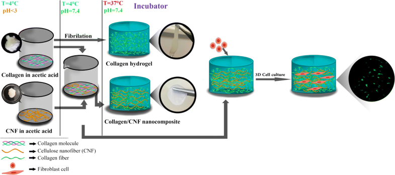 Collagen/cellulose nanofiber hydrogel scaffold: physical, mechanical ...