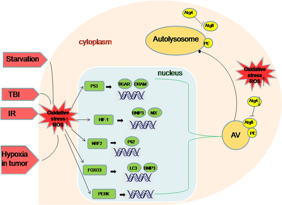 ROS and Autophagy: Interactions and Molecular Regulatory Mechanisms ...