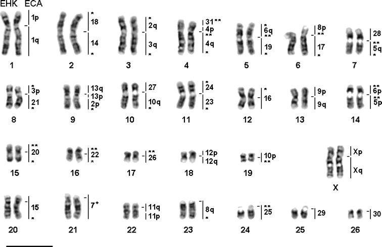 Karyotypic relationships in Asiatic asses (kulan and kiang) as defined ...