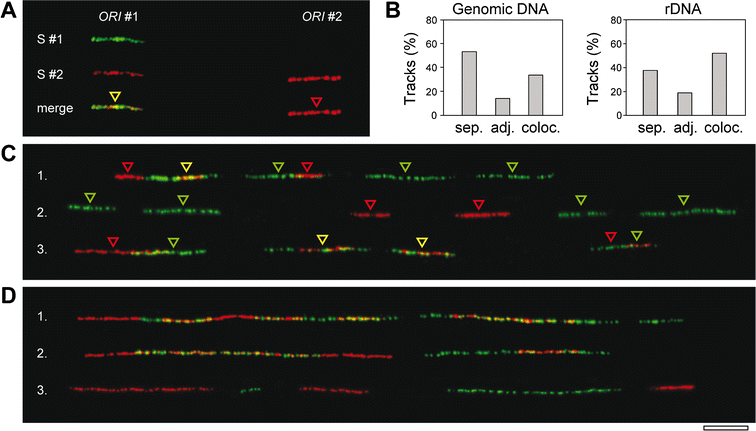 Defining replication origin efficiency using DNA fiber assays ...