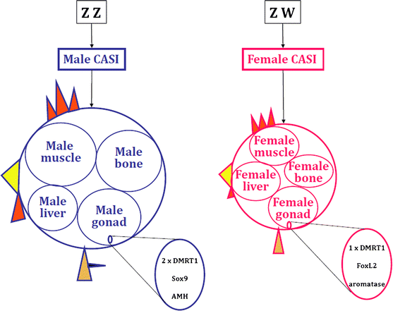 Evidence For Avian Cell Autonomous Sex Identity Casi And Implications