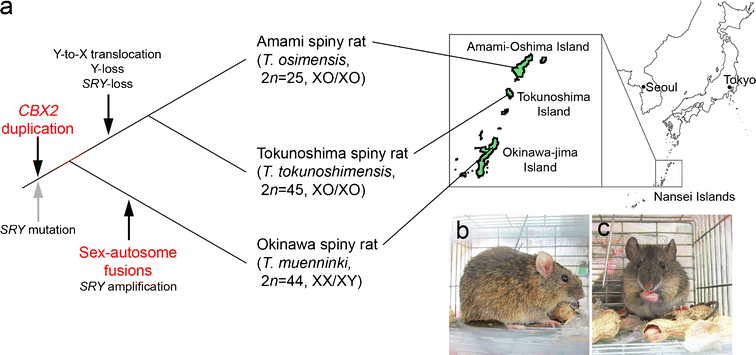 The Y chromosome of the Okinawa spiny rat, Tokudaia muenninki, was ...