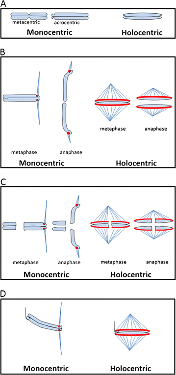 Holocentric chromosomes: convergent evolution, meiotic adaptations, and ...
