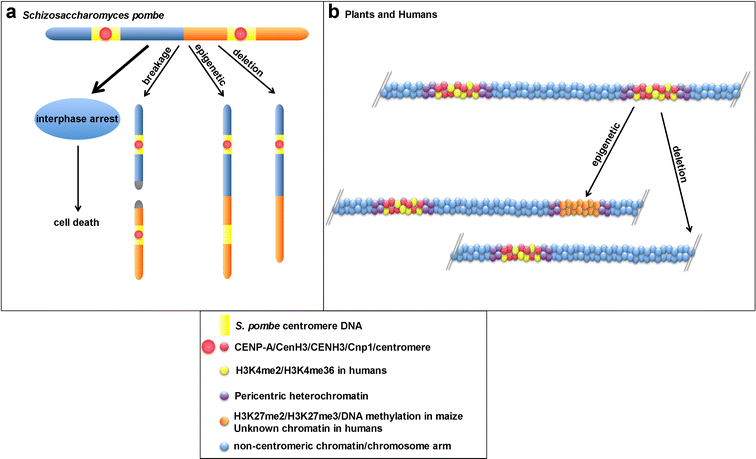 Dicentric chromosomes: unique models to study centromere function and ...
