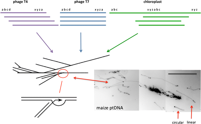 DNA abandonment and the mechanisms of uniparental inheritance of ...