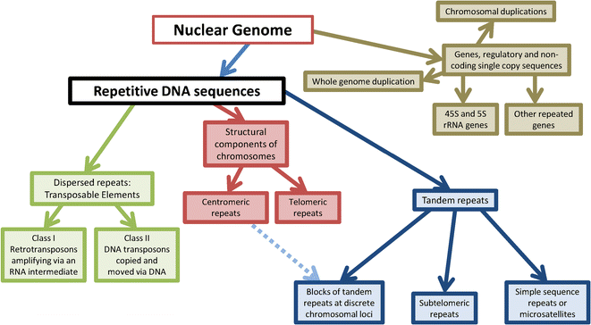Repetitive DNA in eukaryotic genomes | SpringerLink