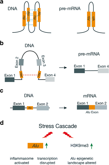 Warning SINEs: Alu elements, evolution of the human brain, and the ...