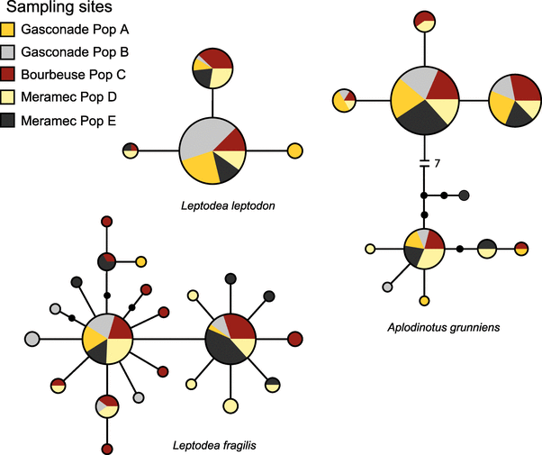 A comparison of genetic diversity and population structure of the ...