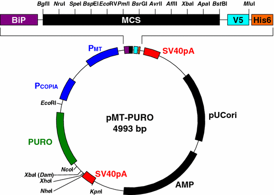 A single plasmid transfection that offers a significant advantage associated with puromycin ...