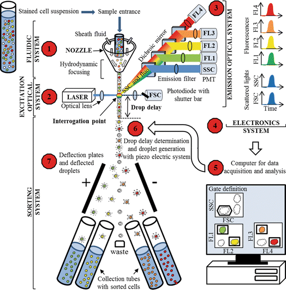 Flow cytometry: retrospective, fundamentals and recent instrumentation ...