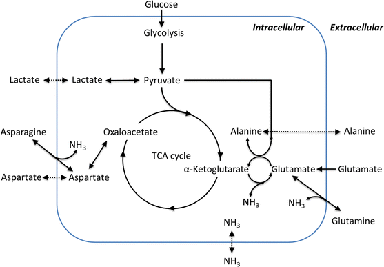 Selection of chemically defined media for CHO cell fed-batch culture ...