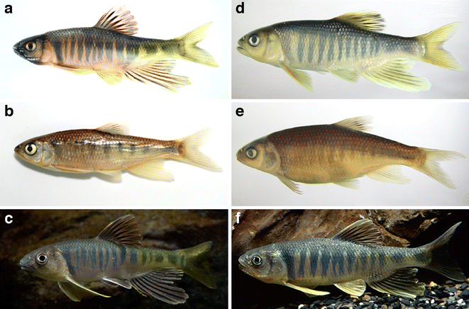 The taxonomy and phylogeny of the cyprinid genus Opsariichthys Bleeker ...