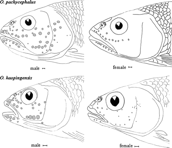 The taxonomy and phylogeny of the cyprinid genus Opsariichthys Bleeker ...