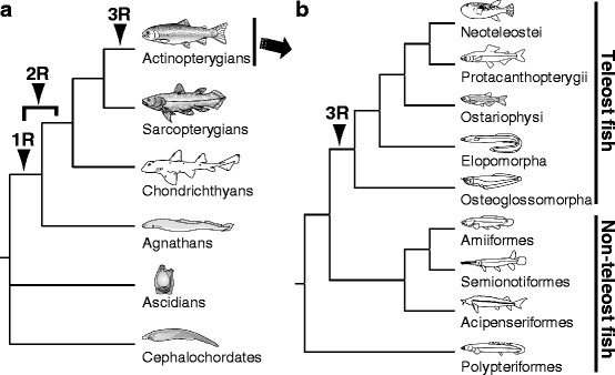 Teleost fish with specific genome duplication as unique models of ...