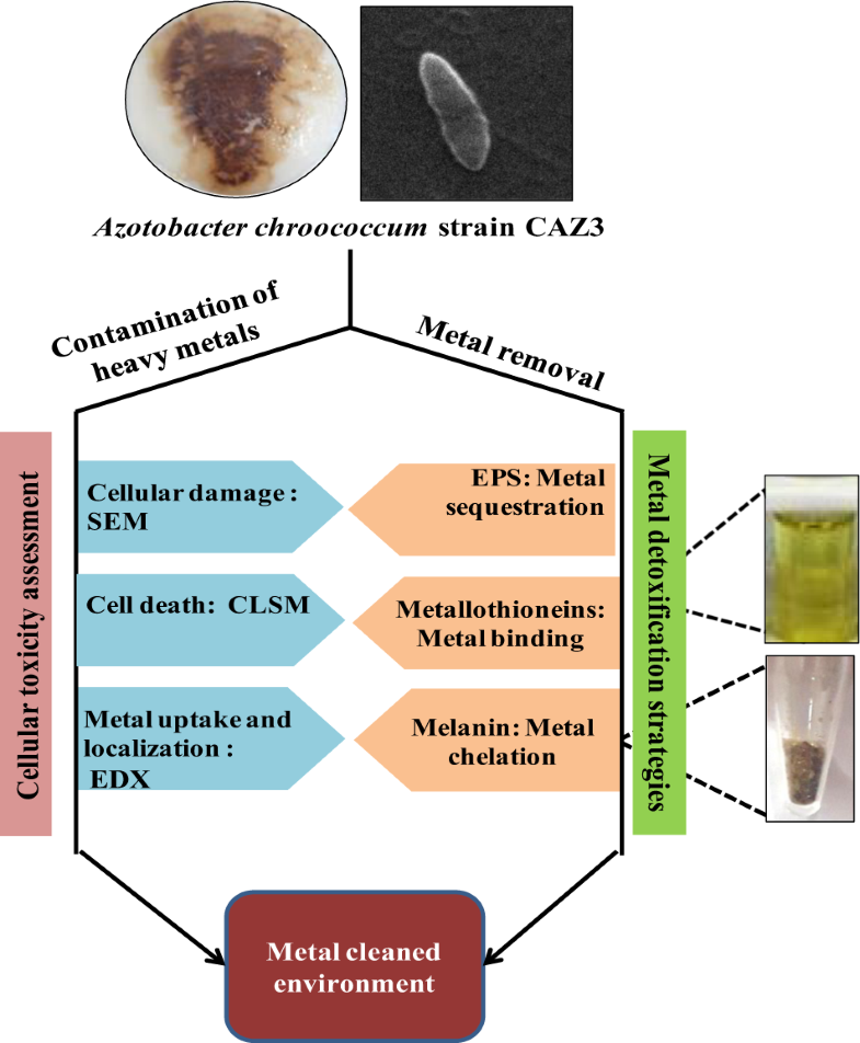 Bioreduction of toxicity influenced by bioactive molecules secreted ...