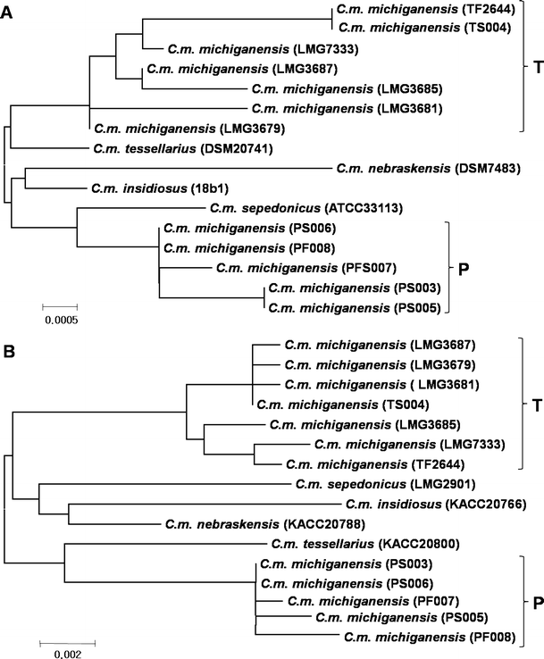 Characterization of phenotypic variants of Clavibacter michiganensis subsp. michiganensis ...