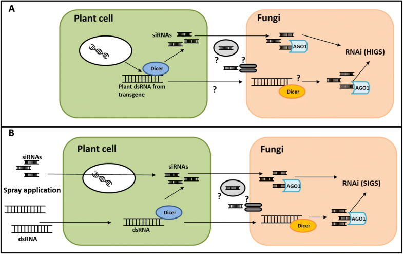 RNA-based disease control as a complementary measure to fight Fusarium fungi through silencing ...
