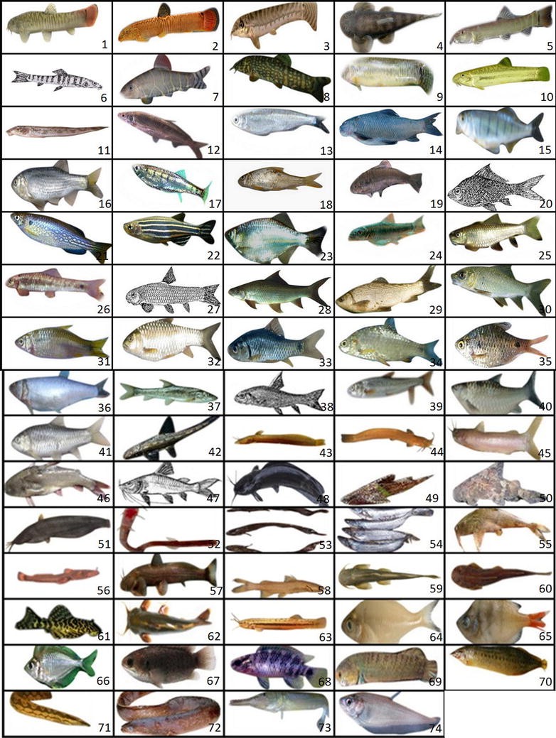 Biodiversity and present status of freshwater fishes in Lohit river ...