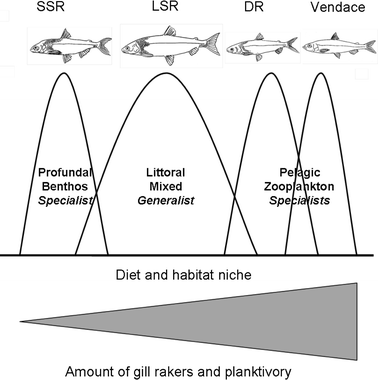 The role of gill raker number variability in adaptive radiation of ...