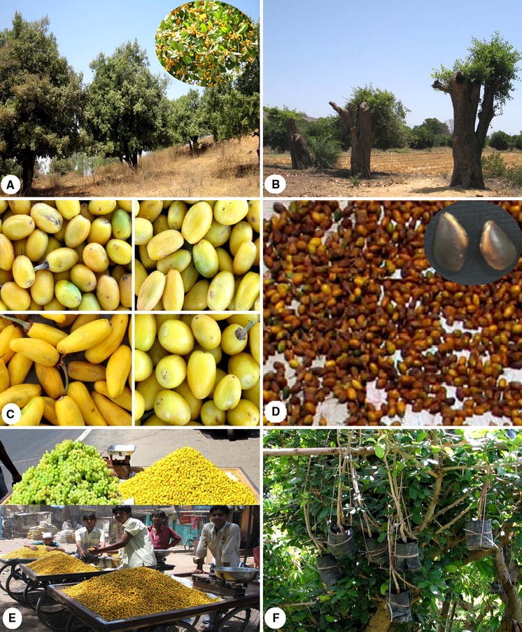 Socio-economic and horticultural potential of Khirni [ Manilkara ...