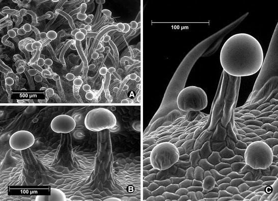 Size matters: evolution of large drug-secreting resin glands in elite ...