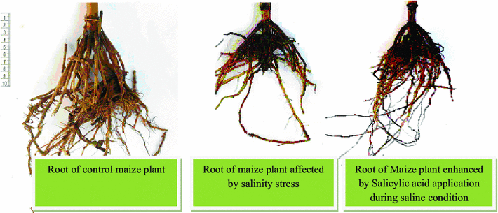 Phytohormones and plant responses to salinity stress: a review ...