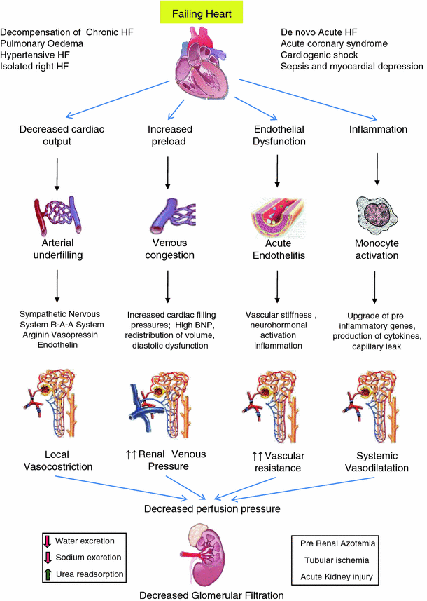 Management and monitoring of haemodynamic complications in acute heart ...