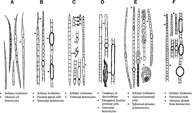 Modern taxonomic revision of planktic nostocacean cyanobacteria: a ...