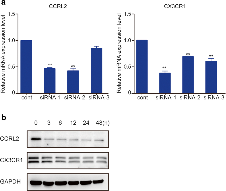 Mycobacterium tuberculosis Heat-Shock Protein 16.3 Induces Macrophage ...