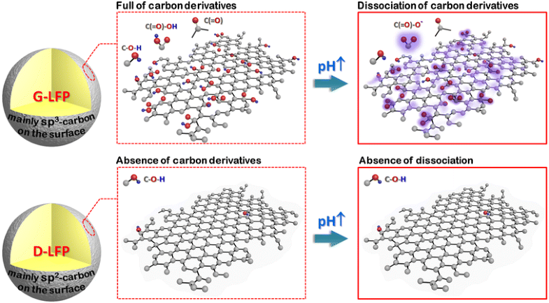 Effects of sp2- and sp3-carbon coatings on dissolution and ...