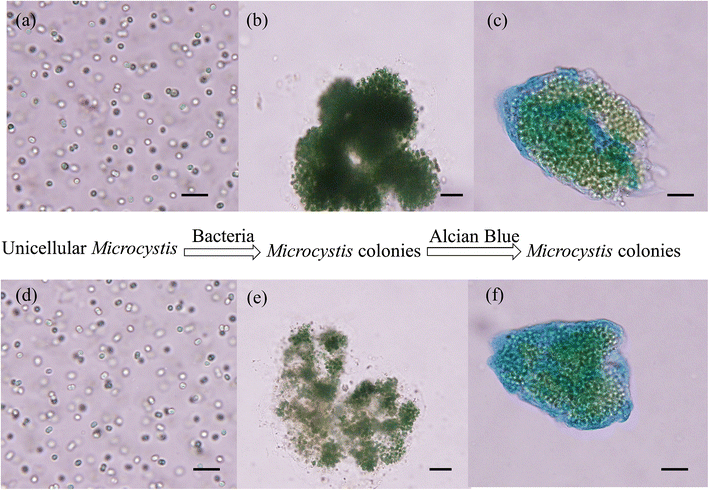 Experimental evidence for the role of heterotrophic bacteria in the ...
