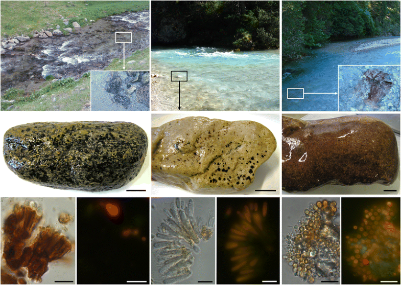 Epilithic Chamaesiphon (Synechococcales, Cyanobacteria) species in ...