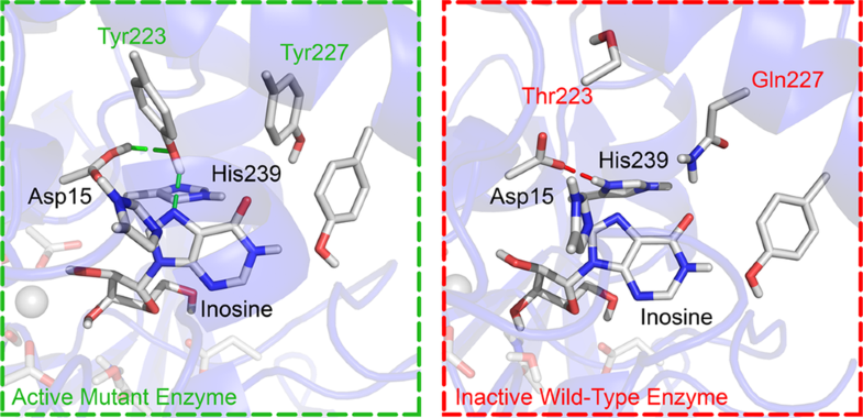 Structural explanation for the tunable substrate specificity of an E ...
