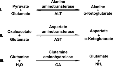Role of aminotransferases in glutamate metabolism of human erythrocytes ...